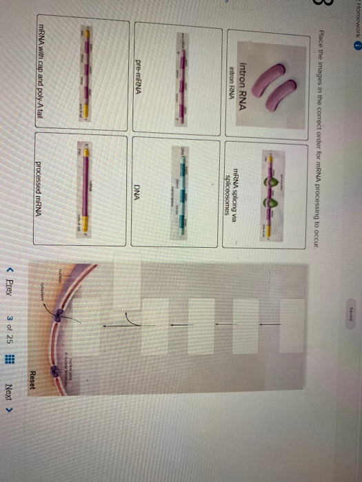 Solved place the images in the correct order for mRNA | Chegg.com