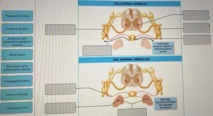 Solved COLLATERAL GANGLIA Preganglionic fibers MI Collateral | Chegg.com