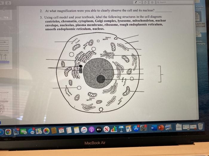 Solved 2. At what magnification were you able to clearly | Chegg.com