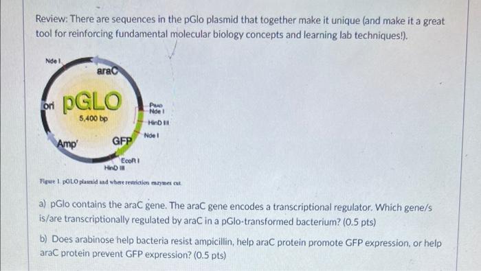 Solved Review: There are sequences in the pGlo plasmid that | Chegg.com