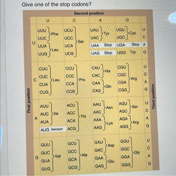 Solved Give one of the stop codons? | Chegg.com