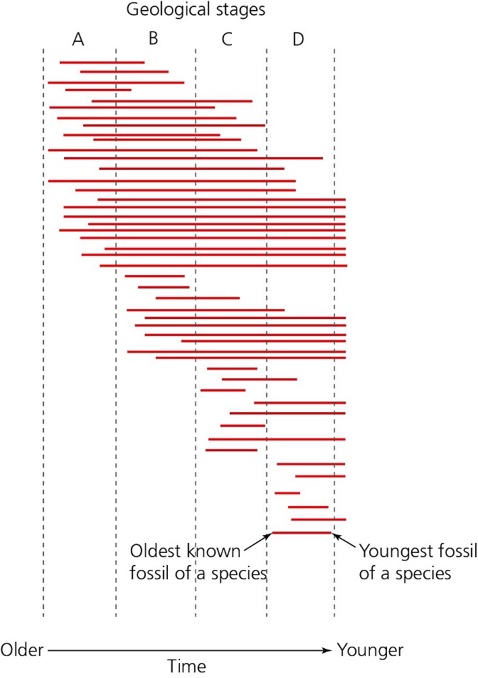 Solved What is the diversification rate in periods A & B | Chegg.com