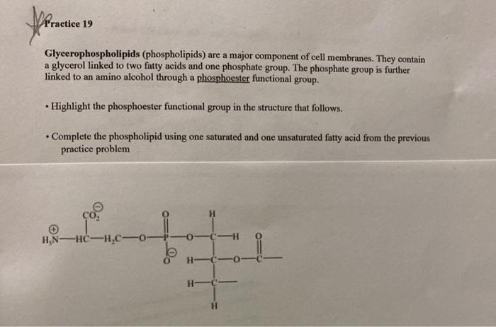 schien Practice 19 Glycerophospholipids | Chegg.com
