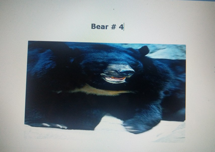 Solved Bear # 1 Bear # 3 Bear #4 Bear # 5 Bear # 6 | Chegg.com