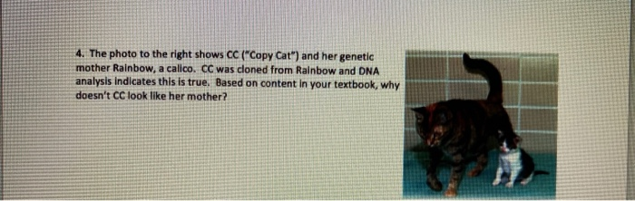 Solved 4. The photo to the right shows CC ("Copy Cat") and | Chegg.com