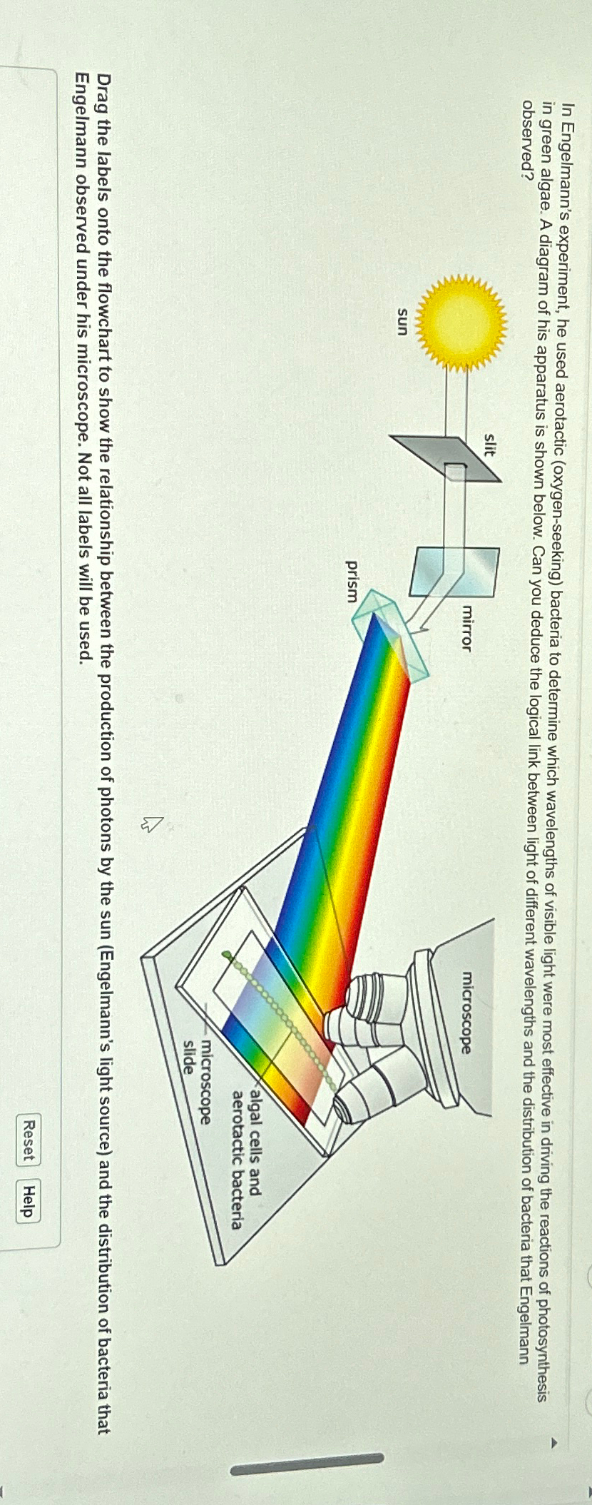 Solved In Engelmann's experiment, he used aerotactic | Chegg.com