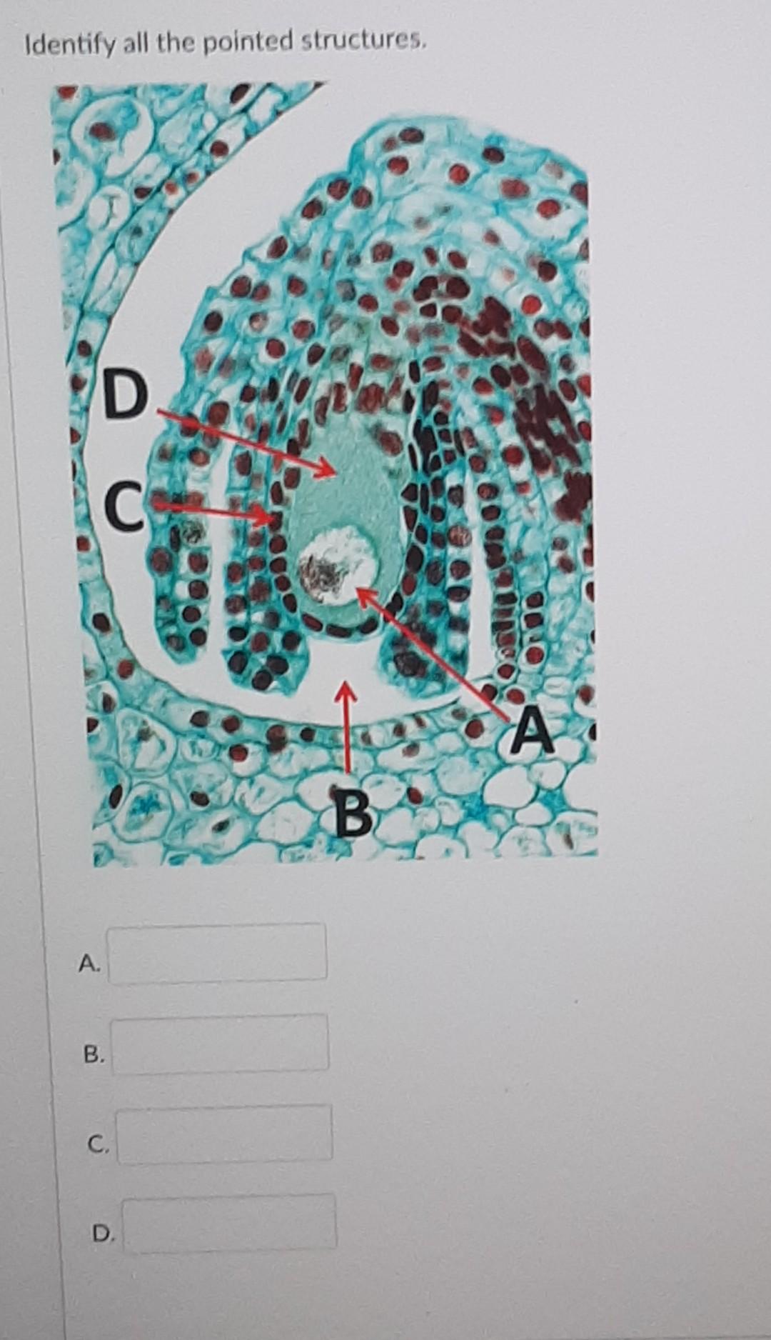 Identify all the pointed structures, D C A. B. C. D. | Chegg.com