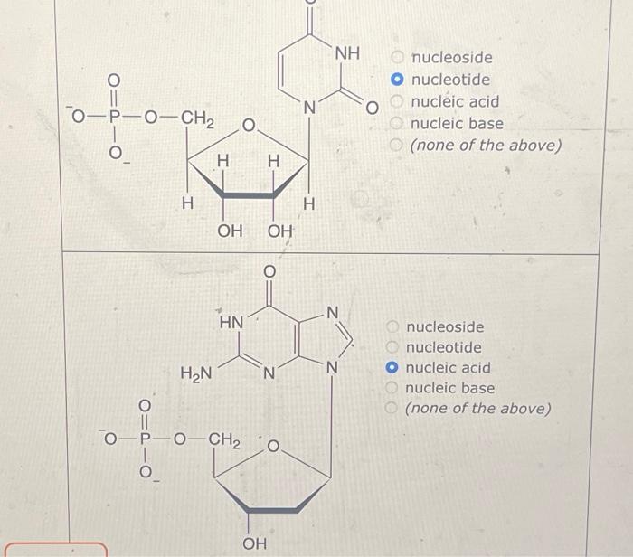 Solved Classify each molecule: nucleoside nucleotide | Chegg.com