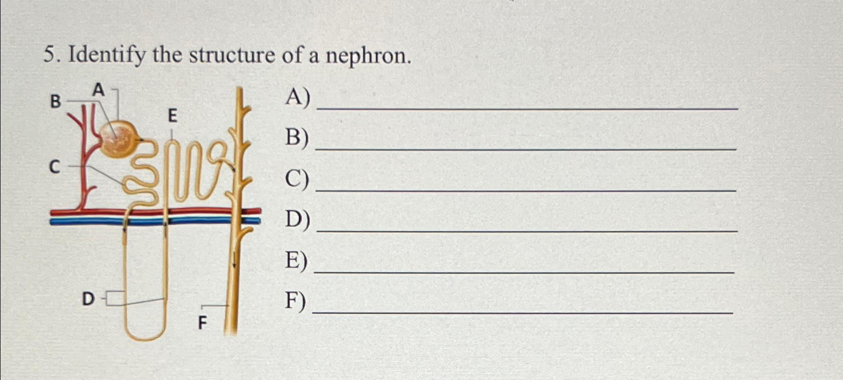 Solved Identify the structure of a nephron.A)B)C)D)E)F) | Chegg.com