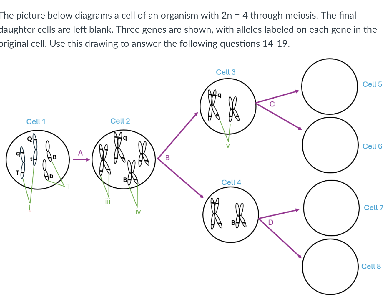Solved . ﻿The picture below diagrams a cell of an organism | Chegg.com