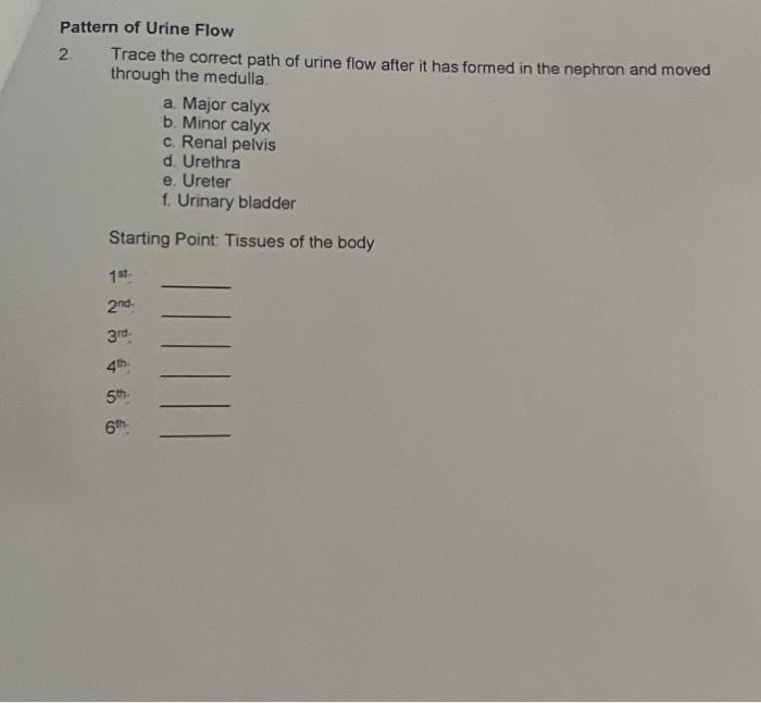 Solved Pattern of Blood Flow Through the Kidney 1. Trace the | Chegg.com