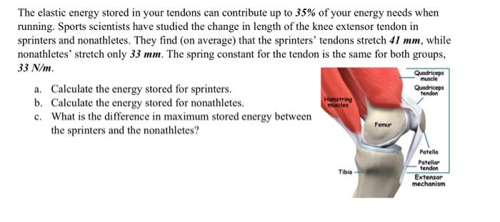 Solved The elastic energy stored in your tendons can | Chegg.com