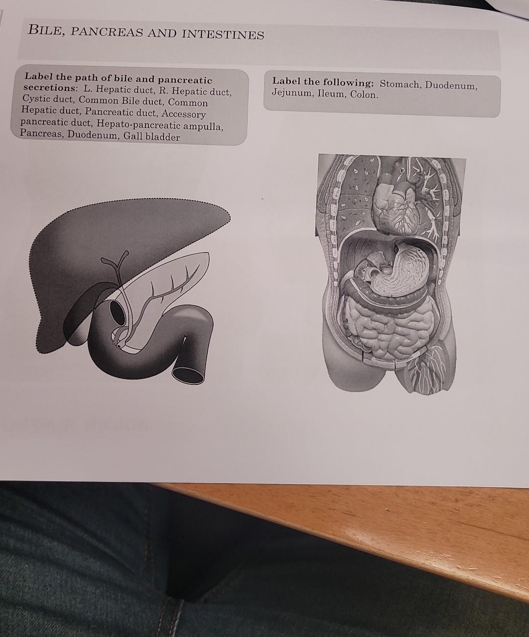 Solved BILE, PANCREAS AND INTESTINES Label the path of bile | Chegg.com