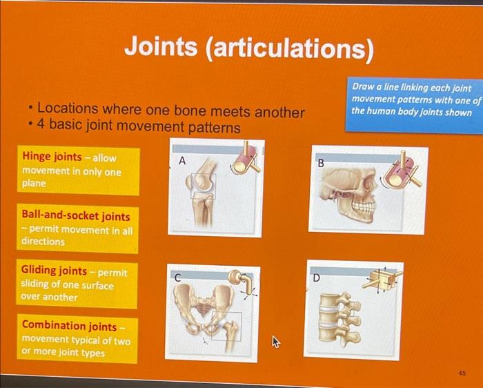 Solved Joints (articulations) Draw a line linking each joint | Chegg.com