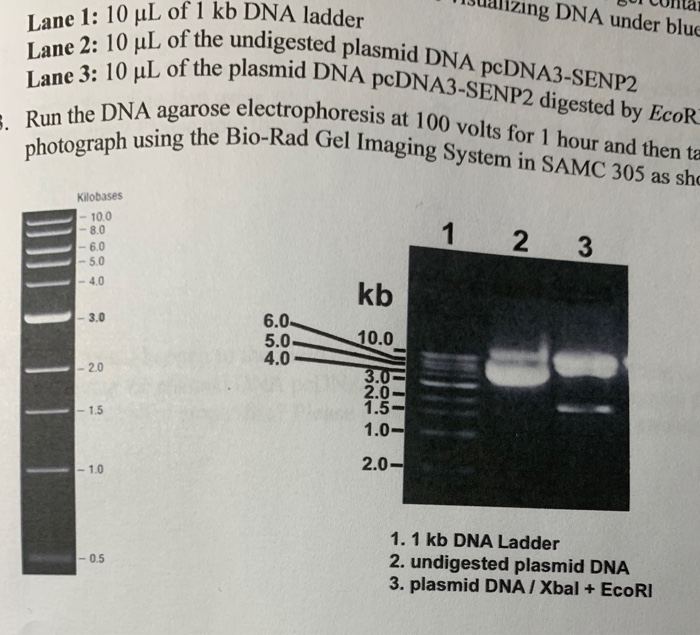 2. Please explain why you observed two DNA bands for | Chegg.com
