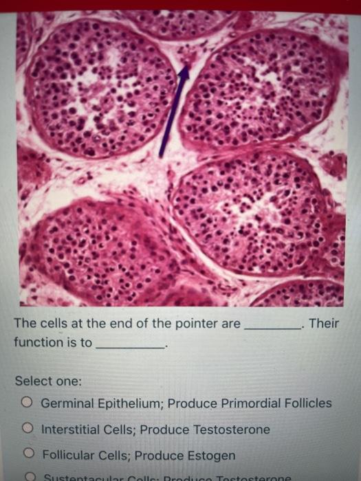 Their The cells at the end of the pointer are | Chegg.com