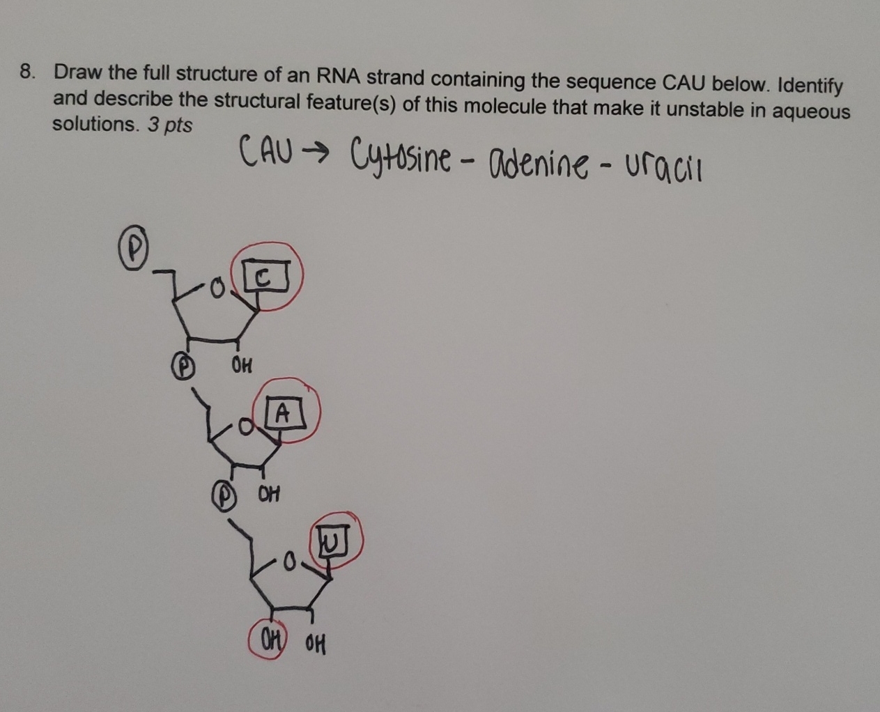 Solved Draw the full structure of an RNA strand containing | Chegg.com