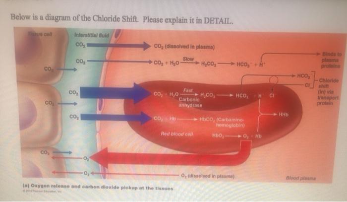 Solved Below is a diagram of the Chloride Shift. Please | Chegg.com