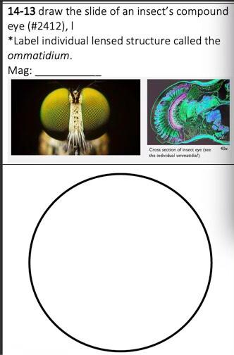 Solved 14-13 draw the slide of an insect's compound eye | Chegg.com
