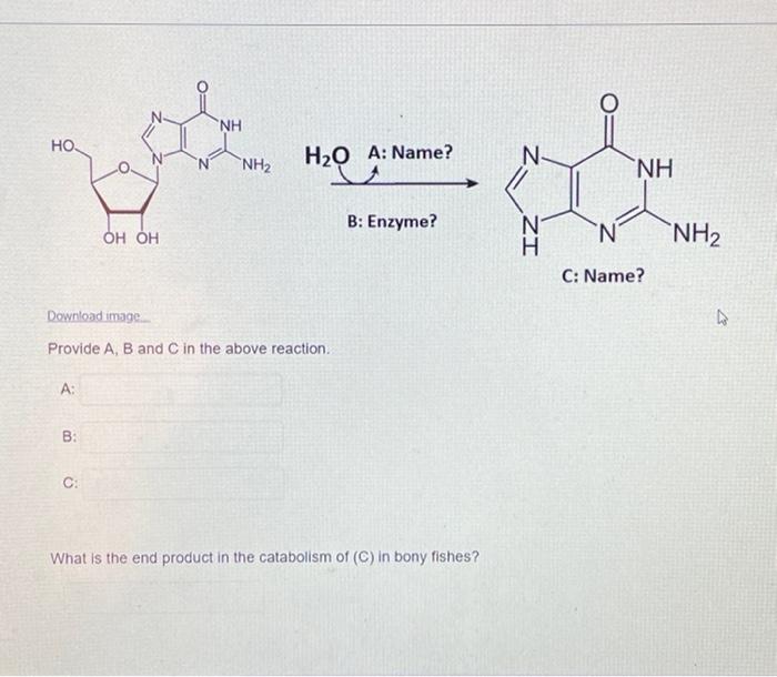 Solved NH НО. NH2 H2O A: Name? H₂O A NH B: Enzyme? OH OH 'N | Chegg.com