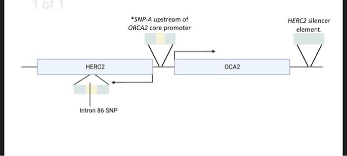 Solved Q2. In a study of endogenous HERC2 and OCA2 | Chegg.com
