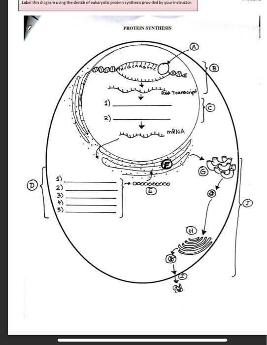 Solved Exercise 1: Protein Synthesis From DNA to RNA to | Chegg.com