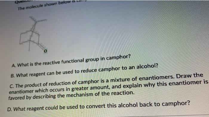 Solved The molecule shown belows A. What is the reactive | Chegg.com