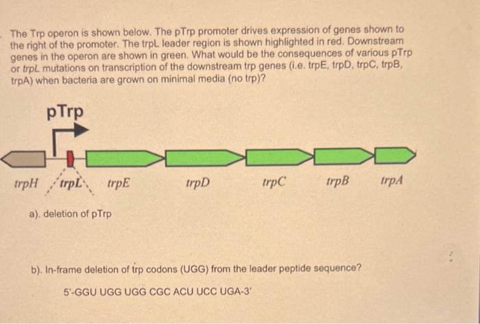 Solved The Trp operon is shown below. The pTrp promoter | Chegg.com