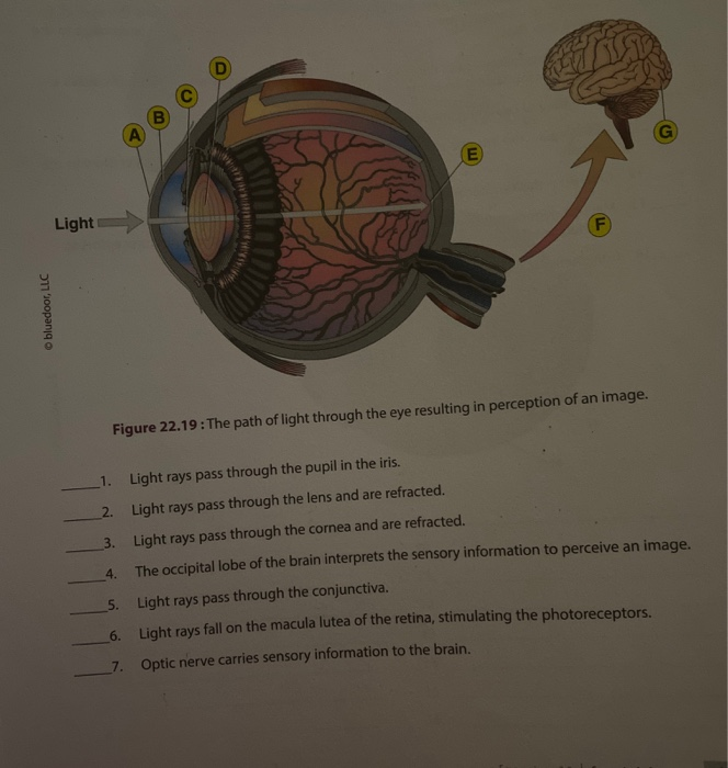 Solved Light o bluedoor, LLC Figure 22.19: The path of light | Chegg.com