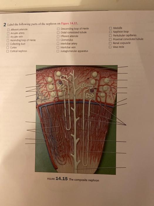Solved Pre-Lab Exercise 14B-1 Nephron Structure and Function | Chegg.com