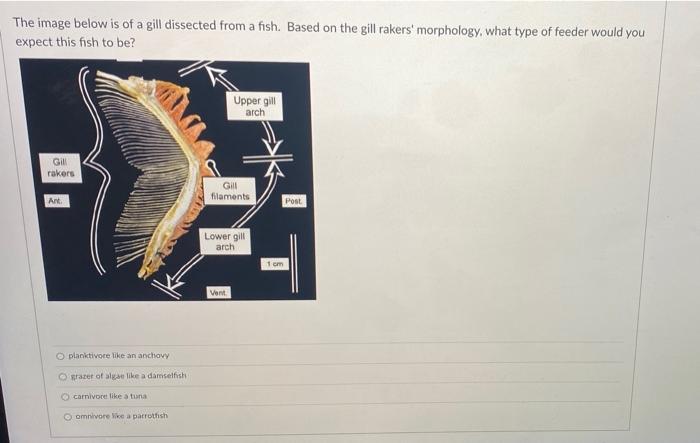 Solved The image below is of a gil dissected from a fish. | Chegg.com
