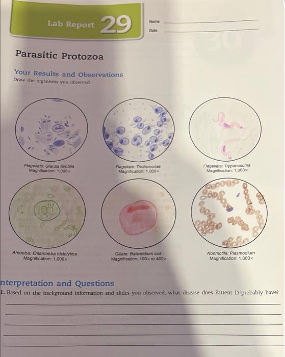 Name Lab Report 29 Date Parasitic Protozoa Your | Chegg.com