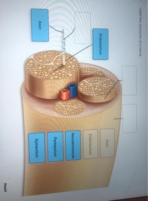 Solved Label the structures of a nerve. Axon Endoneurium | Chegg.com
