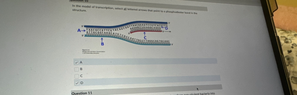 Solved In the model of transcription, select all lettered | Chegg.com