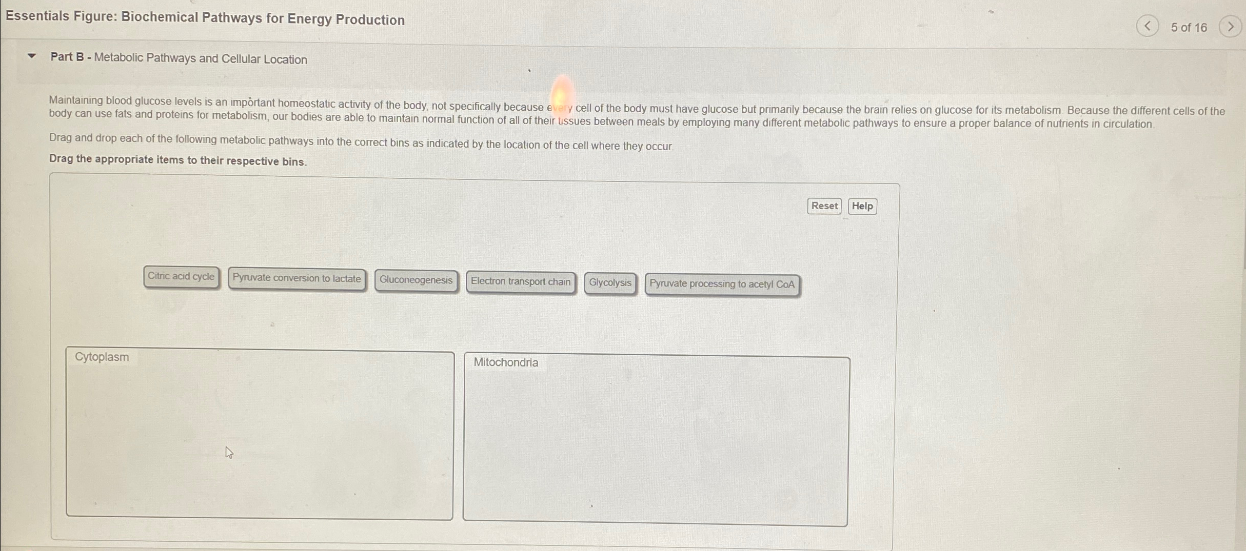 Solved Essentials Figure: Biochemical Pathways for Energy | Chegg.com