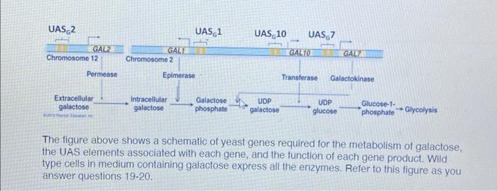 Solved The Figure Above Shows A Schematic Of Yeast Genes