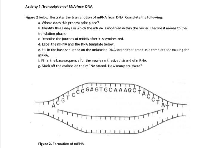 Solved Activity 4. Transcription of RNA from DNA Figure 2 | Chegg.com