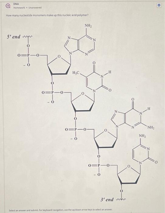 Solved How many nucleotide monomers make up this nucleic | Chegg.com