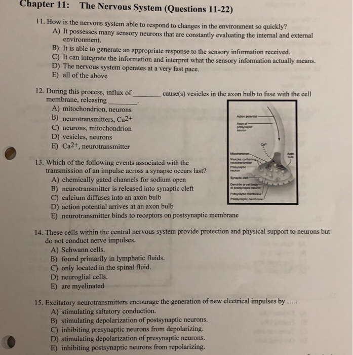 Solved Chapter 11:The Nervous System (Questions 11-22) 11. | Chegg.com