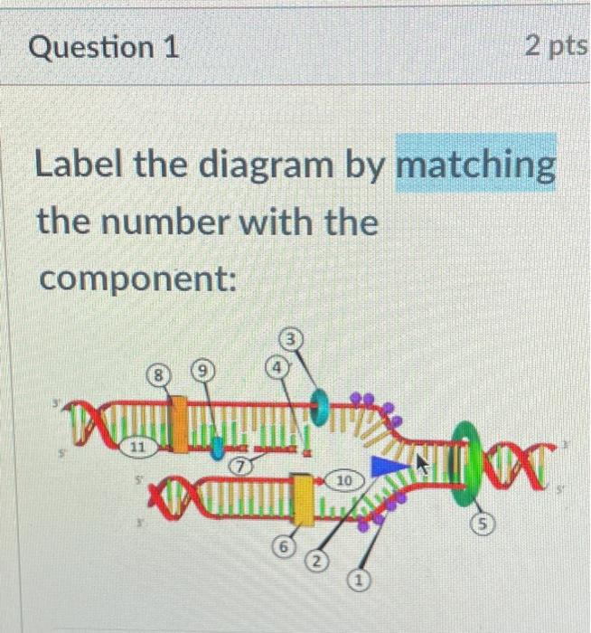 Solved Label the diagram by the number with the component: | Chegg.com