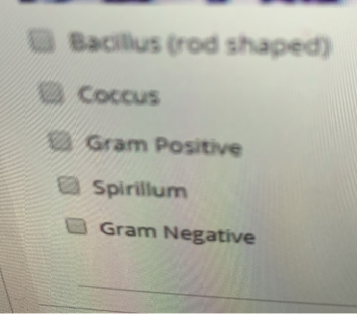 Solved Bacillus trod shaped) Coccus Gram Positive | Chegg.com