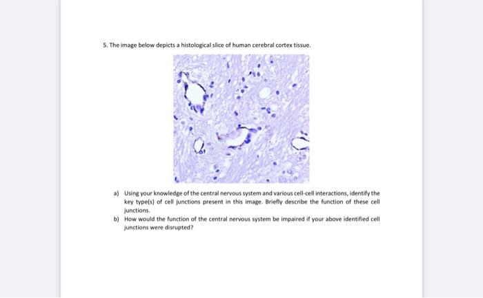 Solved 5. The image below depicts a histological slice of | Chegg.com