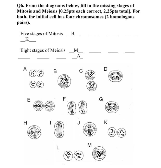 Stages Of Mitosis And Meiosis Diagrams