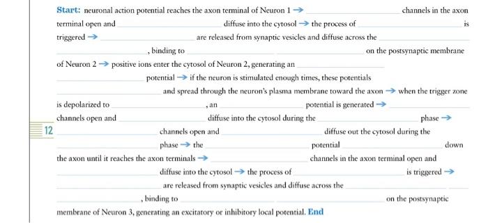 Solved Start: neuronal action potential reaches the axon | Chegg.com Solved Start: neuronal action potential reaches the axon | Chegg.com