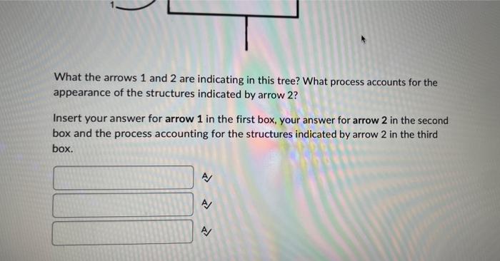 Solved Consider the phylogenetic tree represented below: | Chegg.com