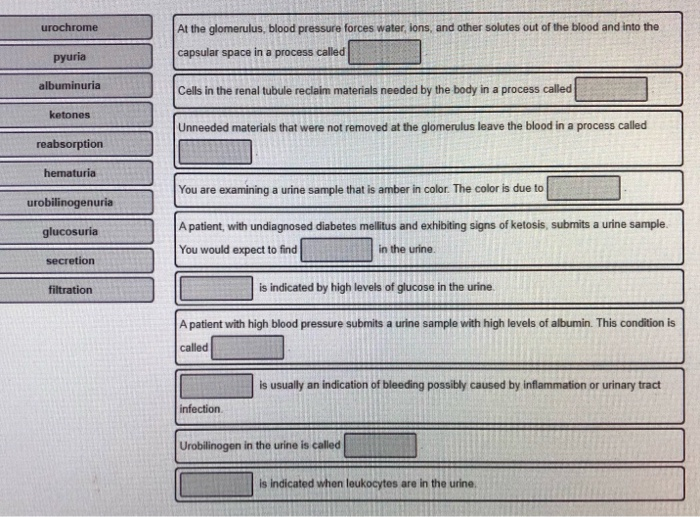 Solved urochrome At the glomerulus, blood pressure forces | Chegg.com