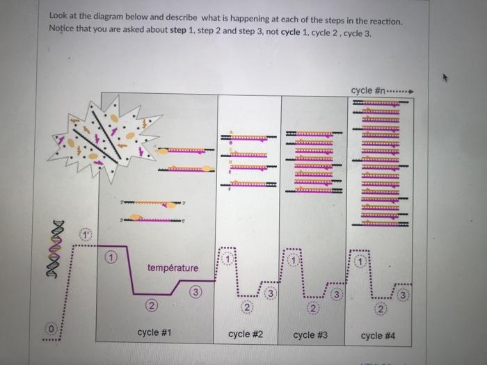 Solved Look at the diagram below and describe what is | Chegg.com