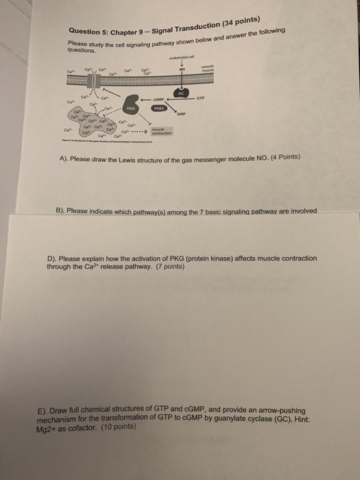 Solved Question 5: Chapter 9-Signal Transduction (34 points) | Chegg.com