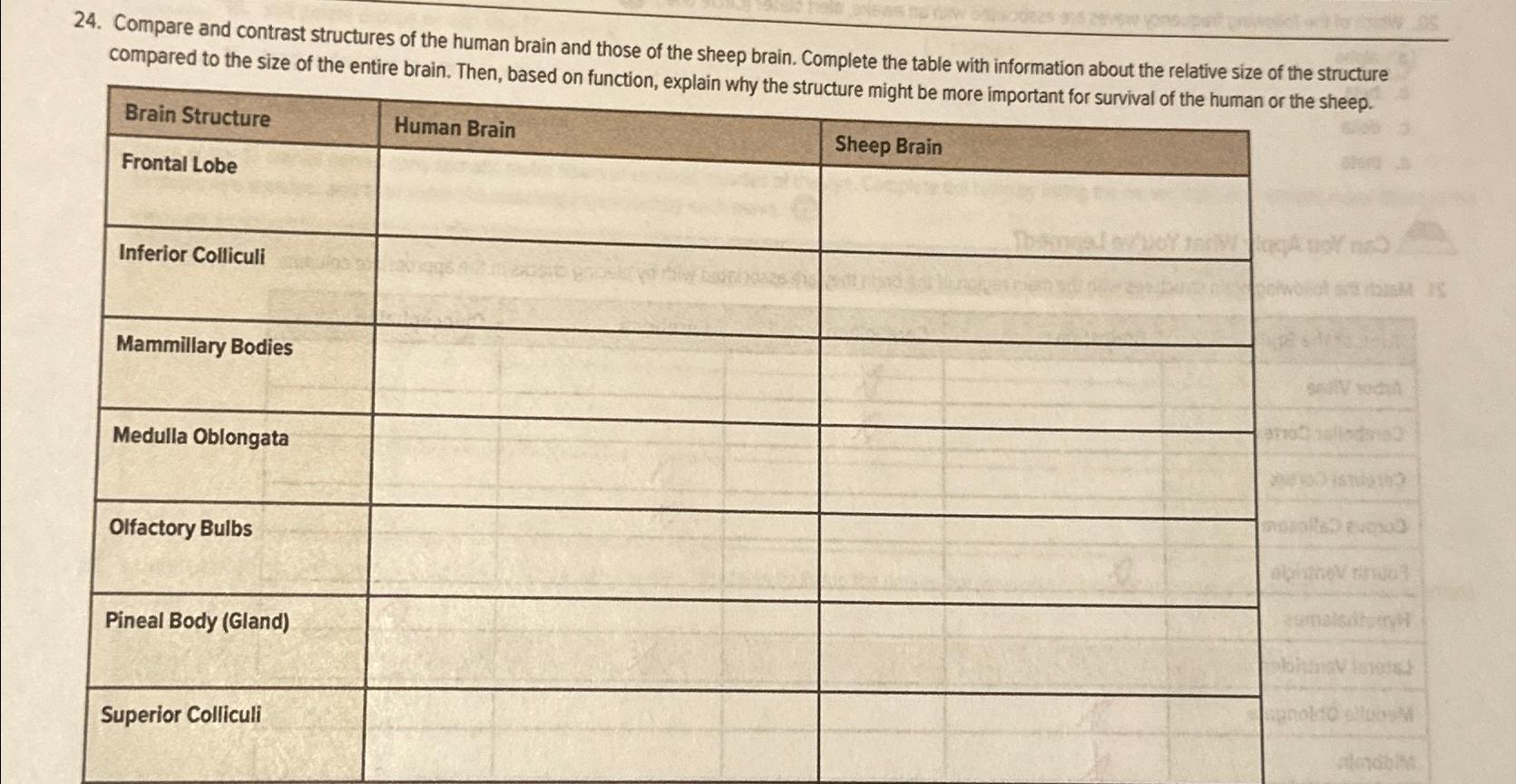 Solved Compare and contrast structures of the human brain | Chegg.com