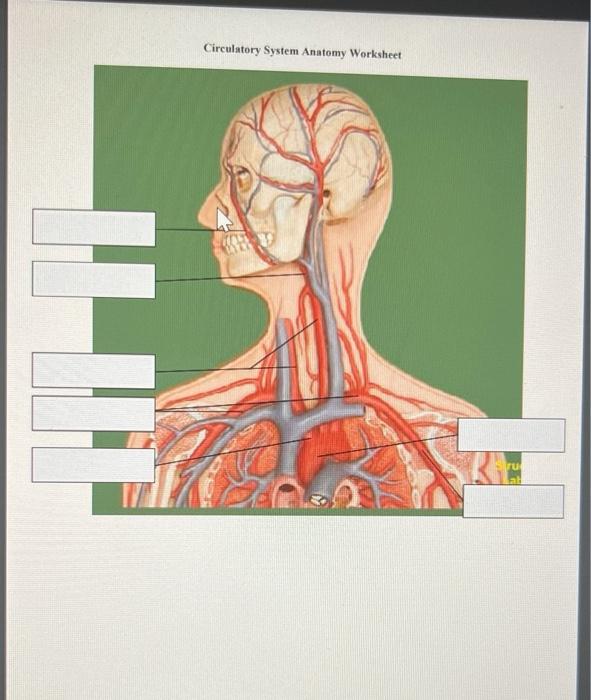 Circulatory System Anatomy Worksheet Word Bank | Chegg.com
